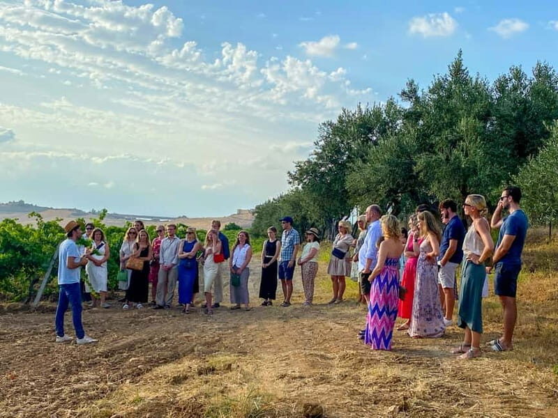 Alcamo: Natural Wine & Olive Oil Tasting - Sicily - Breaking Down the Itinerary
