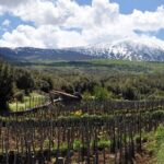 Alcantara Food & Wine Day Tour (Private Experience) - Scene and Setting: Vineyards and Scenic Walks