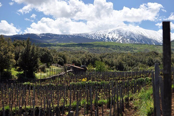 Alcantara Food & Wine Day Tour (Private Experience) - Scene and Setting: Vineyards and Scenic Walks