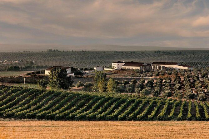 Alentejo Wine Tour from the Algarve - Authentic Experiences and Past Traveler Feedback