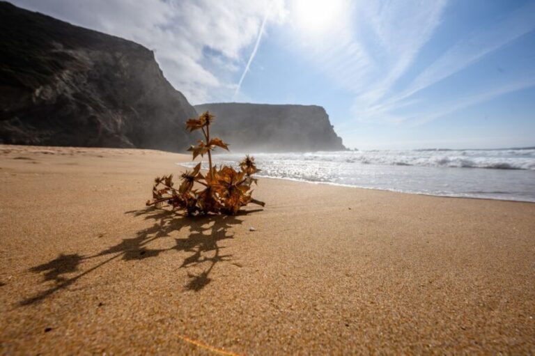 Algarve: Amazing Private Surf Lesson 2 hours - What to Expect During the 2-Hour Lesson