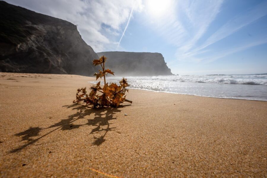 Algarve: Amazing Private Surf Lesson 2 hours - What to Expect During the 2-Hour Lesson