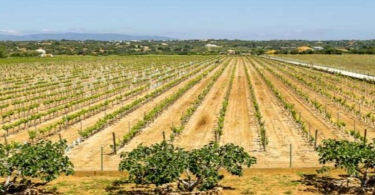 Algarve: Classic Wine Tour & Tasting in Silves - Practical Details and What You Should Know