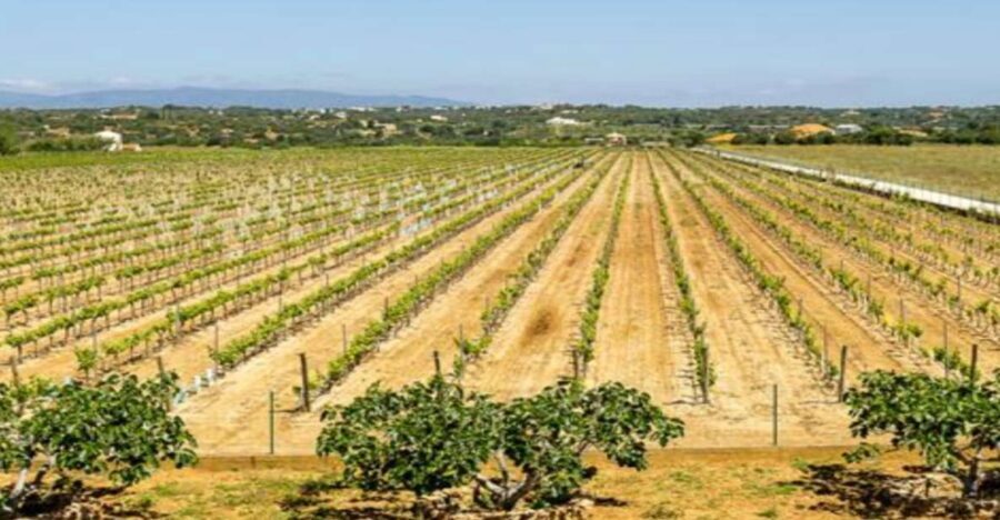 Algarve: Classic Wine Tour & Tasting in Silves - Practical Details and What You Should Know