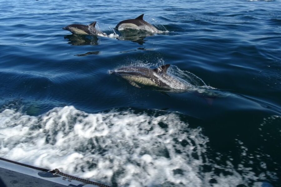Algarve Dolphin Watching & Marine Life Eco Tour - An In-Depth Look at the Algarve Dolphin Watching & Marine Life Eco Tour