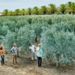 Algarve: Olive Oil, Market, and Ria Formosa Boat Tour - What Makes This Tour Stand Out