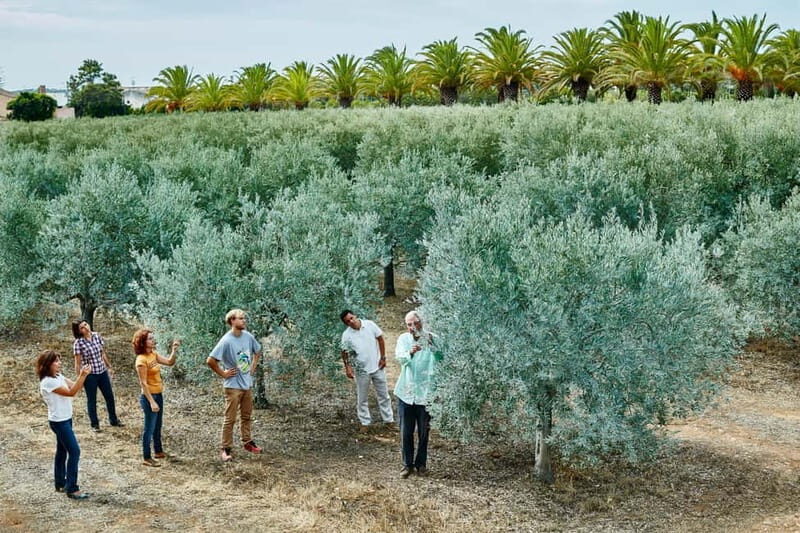 Algarve: Olive Oil, Market, and Ria Formosa Boat Tour - What Makes This Tour Stand Out