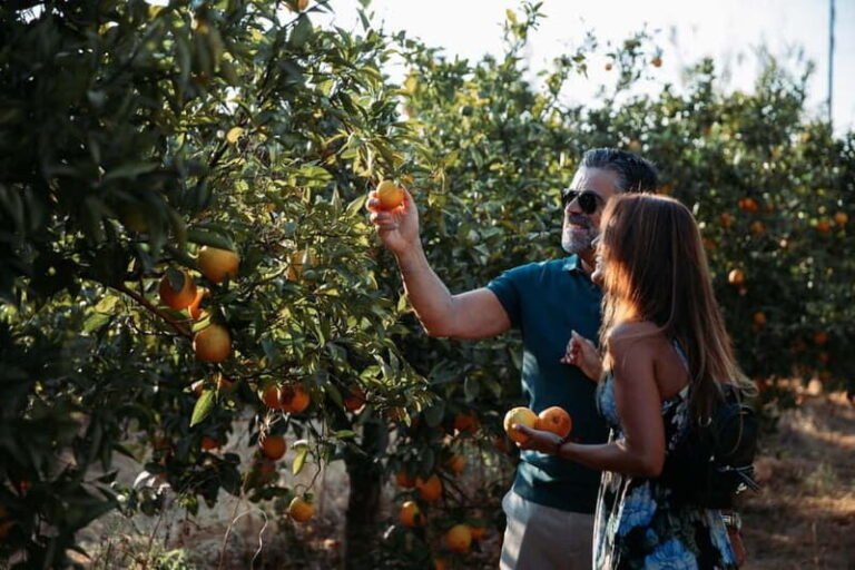 Algarve: Silves, Orange Grove & Monchique Mountains Tour - The Tour in Detail: What to Expect and Why It Matters