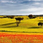 Algarve to Lisbon with stop at Évora, Bones Chapel and Cork factory - The Practical Side: What This Tour Means for You