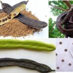 ALGARVE'S CAROB TRAIL - An Honest Look at the Value