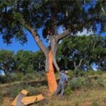 ALGARVE'S CORK TRAIL - Practical Details That Matter