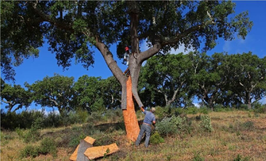ALGARVE'S CORK TRAIL - Practical Details That Matter