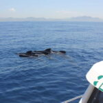 Algeciras: Dolphin and whale watching in reduced groups - The Experience of Marine Biology in Action