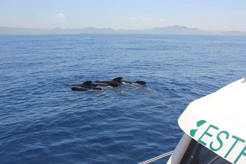 Algeciras: Dolphin and whale watching in reduced groups - The Experience of Marine Biology in Action