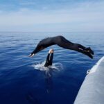 Alghero: diving for professionals at Capo Caccia - Dive Sites: Cave Systems and Seabed Wonders