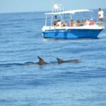 Alghero: Dolphin Watching Tour with Marine Biologists - FAQs