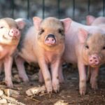 Alghero: visit an animal shelter in Olmedo - Why This Tour Works for Travelers