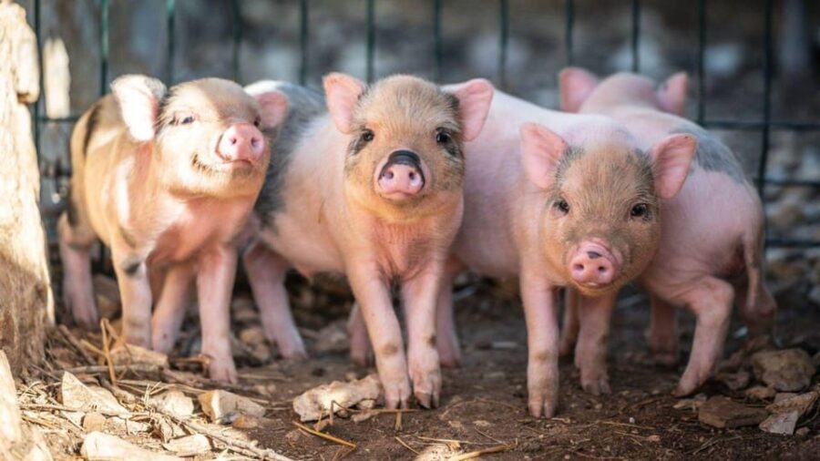 Alghero: visit an animal shelter in Olmedo - Why This Tour Works for Travelers