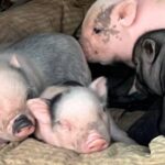 Alghero: visit an animal shelter with lunch or dinner - Why This Tour is Worth Considering
