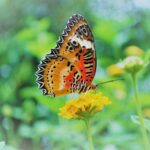 Alghero: Visit at the Butterfly House - Detailed Breakdown of the Experience