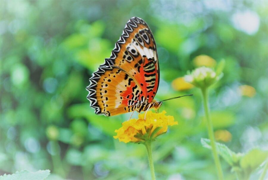 Alghero: Visit at the Butterfly House - Detailed Breakdown of the Experience