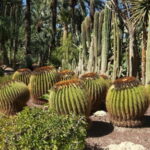 Alicante: UNESCO Heritage Palm grove & Artistic Garden Tour - The Huerto del Cura Garden: An Artistic Oasis