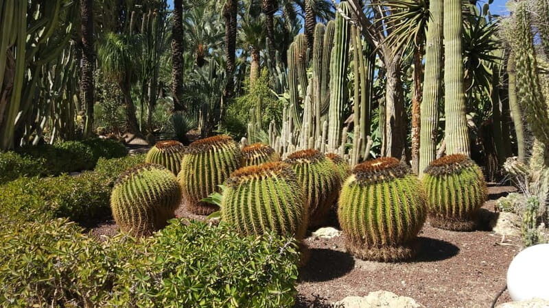 Alicante: UNESCO Heritage Palm grove & Artistic Garden Tour - The Huerto del Cura Garden: An Artistic Oasis