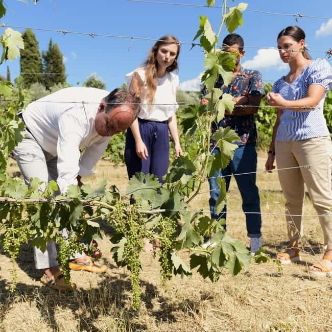All Tuscany Wine Tour - The Wines and Their Context