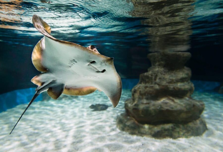 Almería: Aquarium Costa de Almería Entry Ticket - Who Should Consider This Experience?