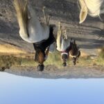 Almeria: Tabernas Desert Horse Riding for experienced riders - Exploring the Desolate Beauty of the Tabernas Desert