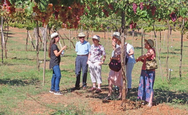 Almería: Wine tour and aperitif from La Alpujarra in Winery - Who Will Love This Tour?