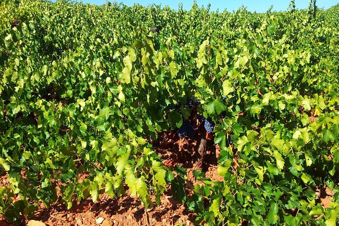 Almería Wine tour, tasting in Bio Winery and aperitif in English - Introduction