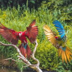 Alphen aan den Rijn: Avifauna Bird Park Entry Ticket - What’s the Value for Travelers?