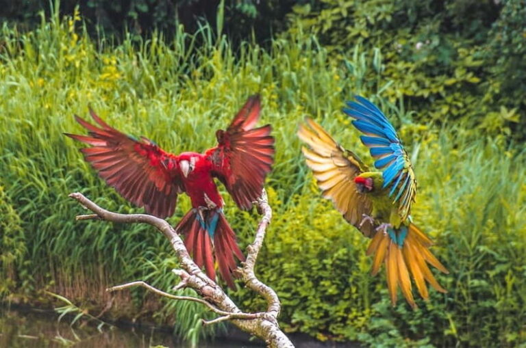 Alphen aan den Rijn: Avifauna Bird Park Entry Ticket - What’s the Value for Travelers?