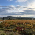 Alpilles: Tours, wine tastings and bistronomic restaurant - The Value of the Experience