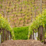 Alsace Half-Day Wine Tour from Strasbourg - The Value of the Alsace Half-Day Wine Tour