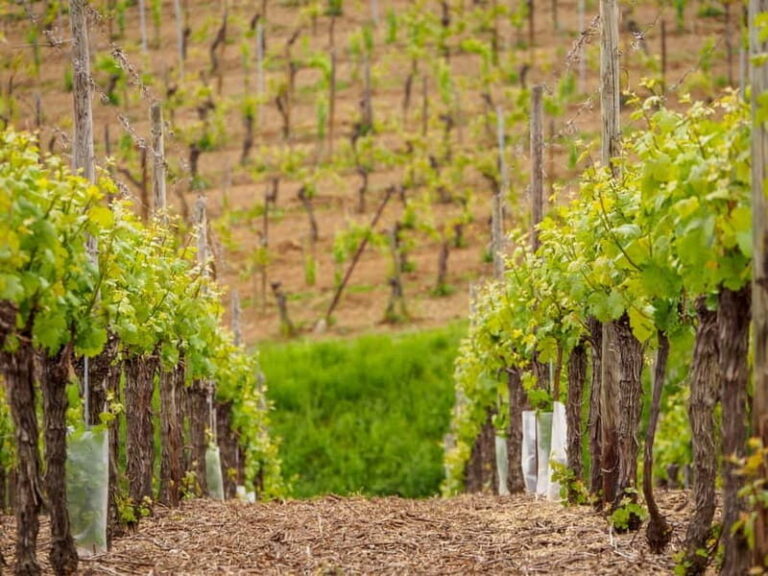 Alsace Half-Day Wine Tour from Strasbourg - The Value of the Alsace Half-Day Wine Tour