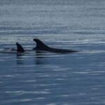 Alta: Alta Fjord Whale Watching Tour - Price and Value Analysis