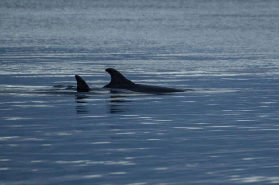 Alta: Alta Fjord Whale Watching Tour - Price and Value Analysis