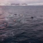 Alta: Altafjord Whale Watching in a Heated Boat - The Itinerary in Detail