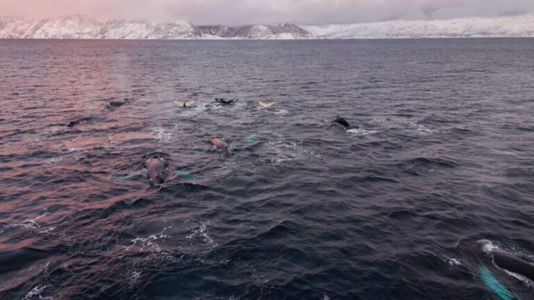 Alta: Altafjord Whale Watching in a Heated Boat - The Itinerary in Detail