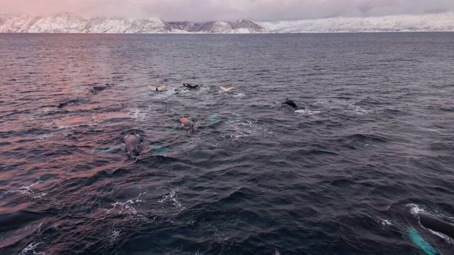Alta: Altafjord Whale Watching in a Heated Boat - The Itinerary in Detail