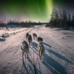 Alta: Dog Sledding Trip under the Northern Lights - The Sledding Itself