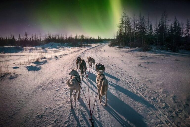 Alta: Dog Sledding Trip under the Northern Lights - The Sledding Itself