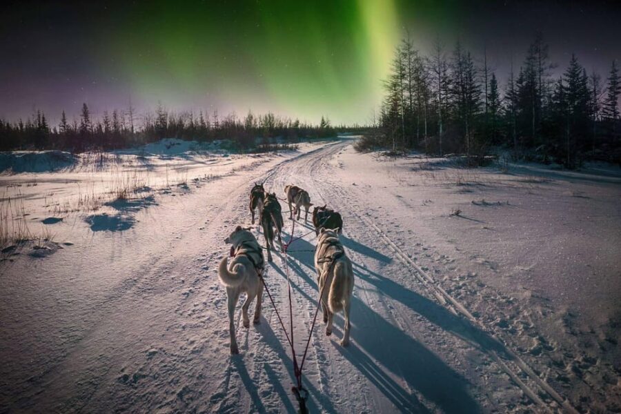 Alta: Dog Sledding Trip under the Northern Lights - The Sledding Itself