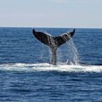 Alta Fjord: Private Whale Watching Tour - Why This Tour Stands Out