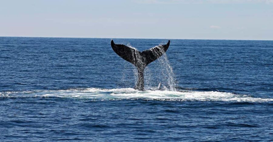 Alta Fjord: Private Whale Watching Tour - Why This Tour Stands Out