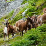 ALVÃO SHEPHERD'S HIKE - The Itinerary: What You’ll Experience