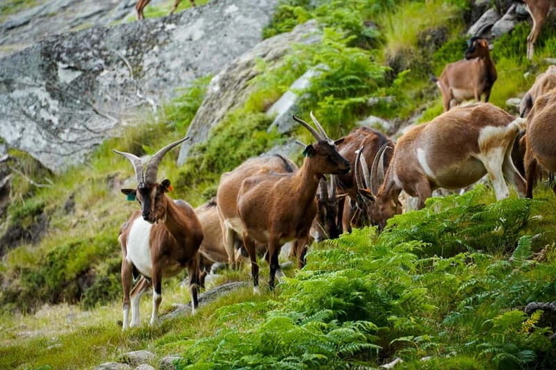 ALVÃO SHEPHERD'S HIKE - The Itinerary: What You’ll Experience