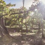 Amalfi Coast: Vineyard Tour with Wine Tasting and Lunch - Why This Tour Stands Out